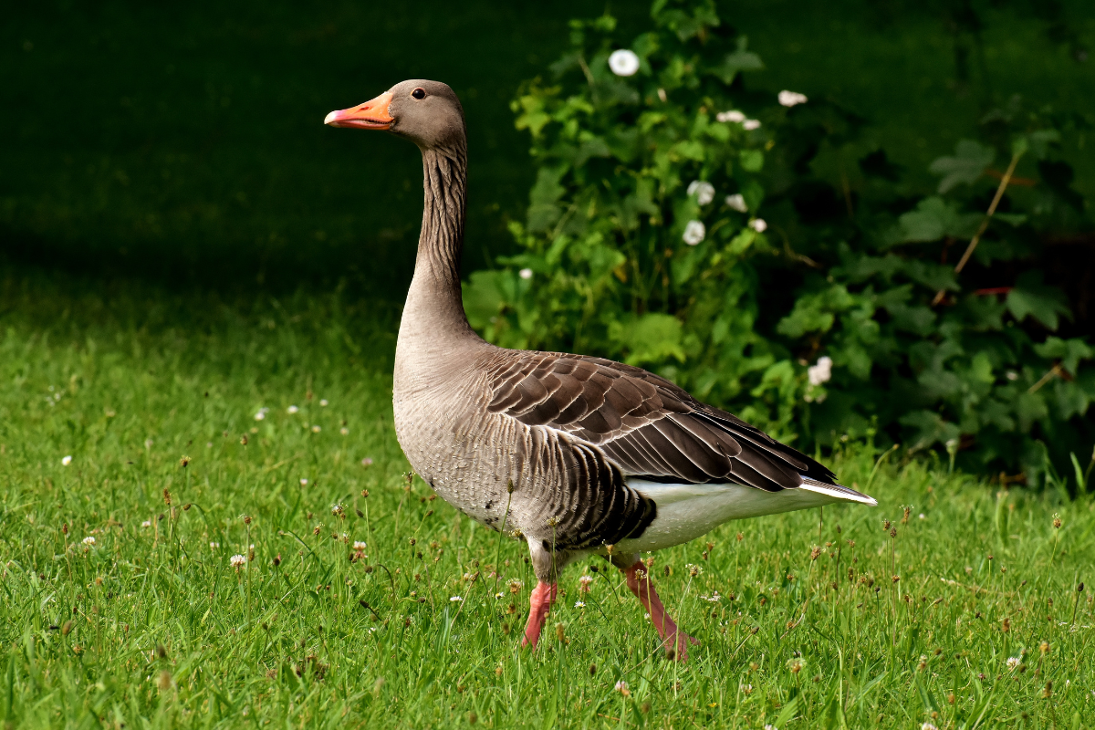 Preserving Your Golden Goose: Smart Strategies for Wealth Building ...