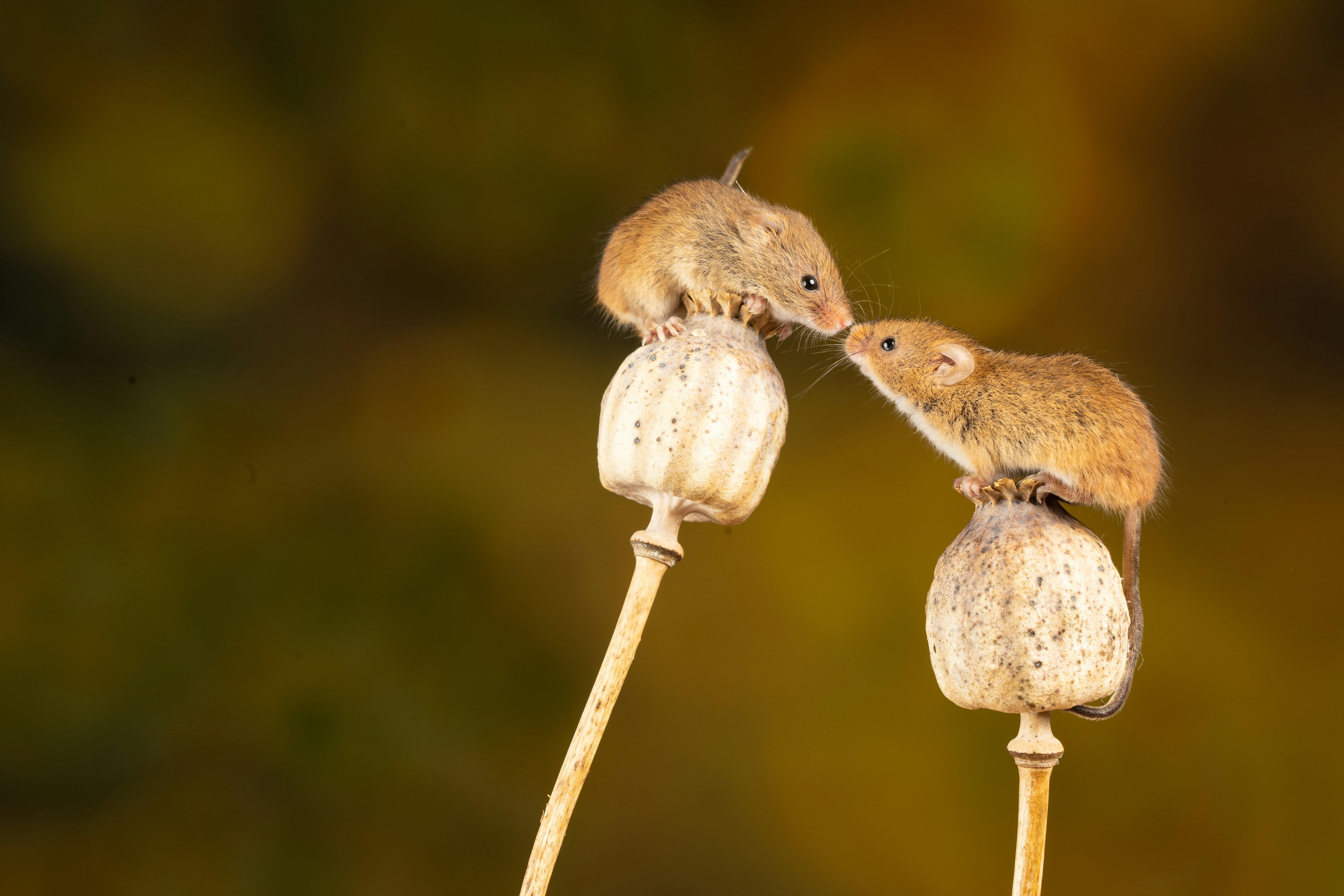 The Strange Story of Transparent Mice — California Retirement Advisors ...