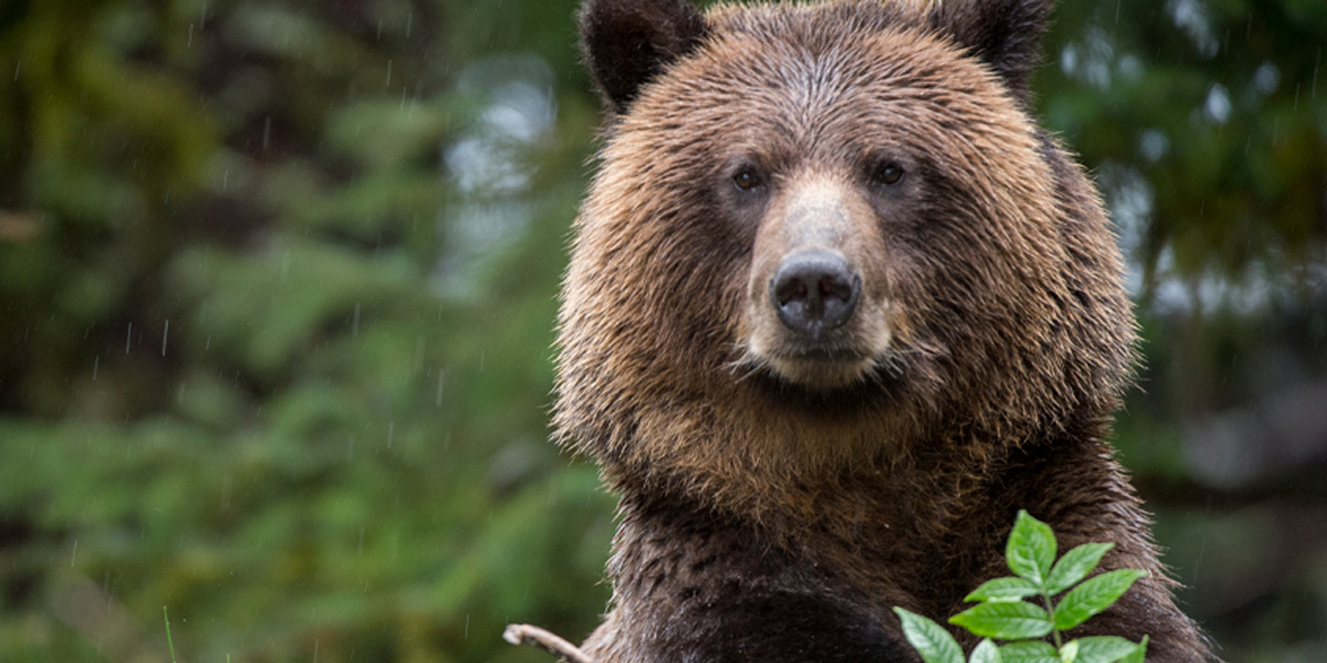 Two types of market downturns: big bears and baby bears* — Invermere ...